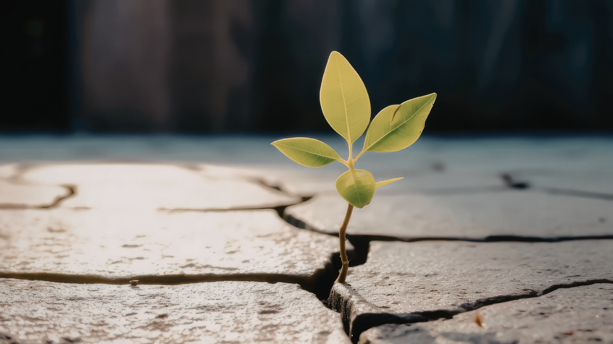 Emotional Resilience: Staying Steady Through Life’s Ups and Downs ...
